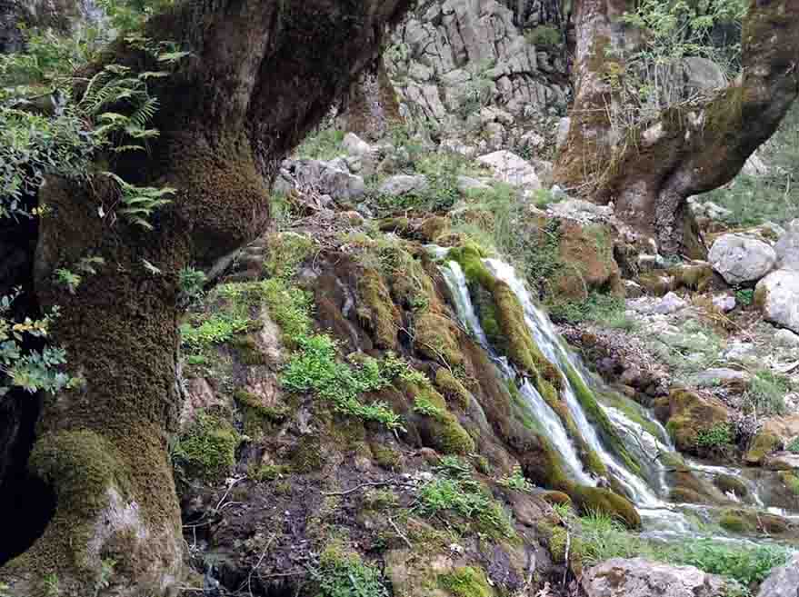 ΡΙΖΟ ΦΙΛΙΑΤΩΝ ΘΕΣΠΡΩΤΙΑΣ – ΗΠΕΙΡΟΣ | ΝΕΑ των ΦΙΛΙΑΤΩΝ